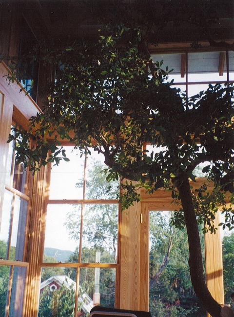Triple Hung Windows with Motorized Awning Above — Hirschmann ...